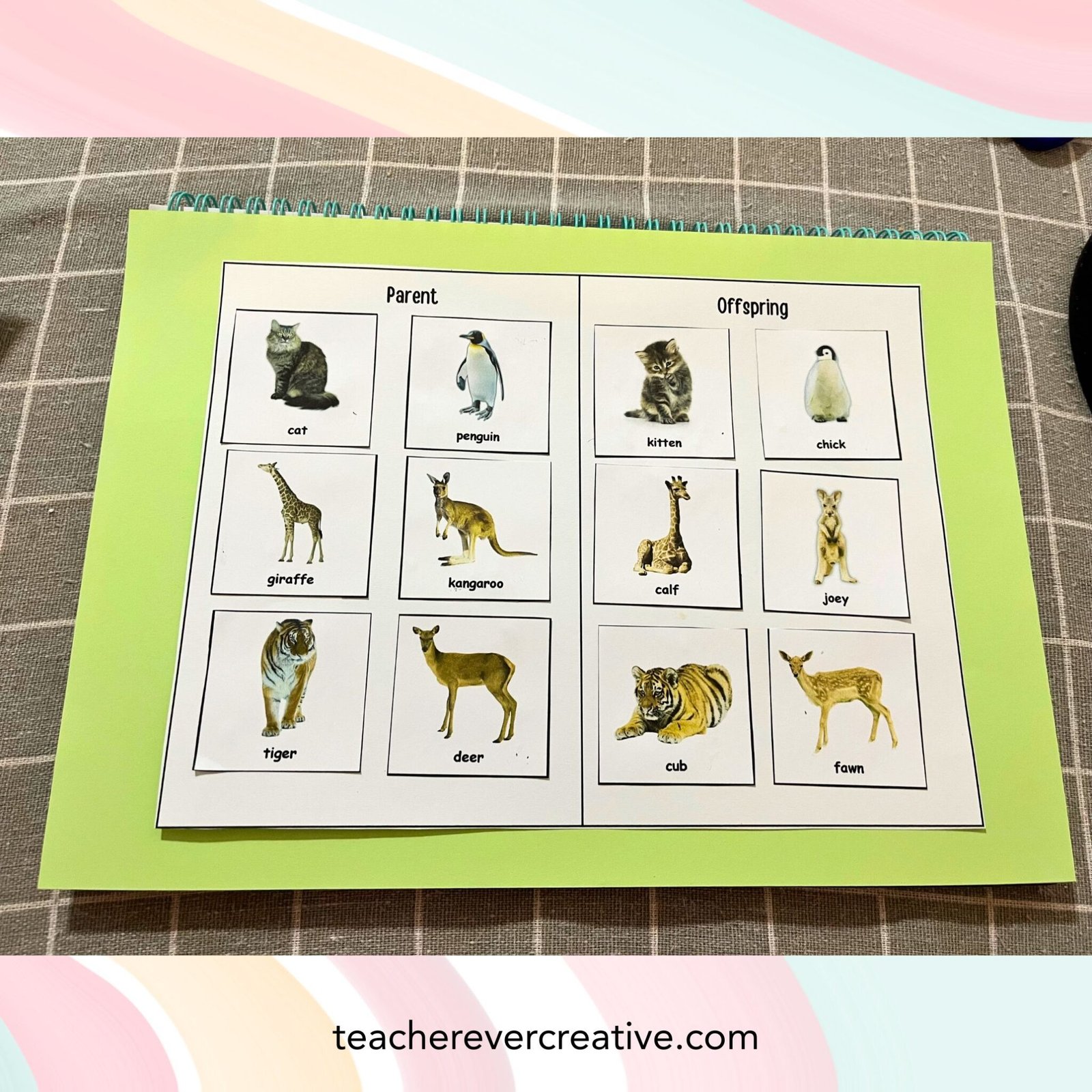 Animals and Their Young Worksheets - Easy to Use - teacherevercreative.com