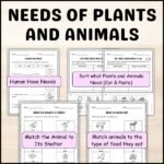 Needs of Plants and Animals Worksheets Kindergarten First Grade ...