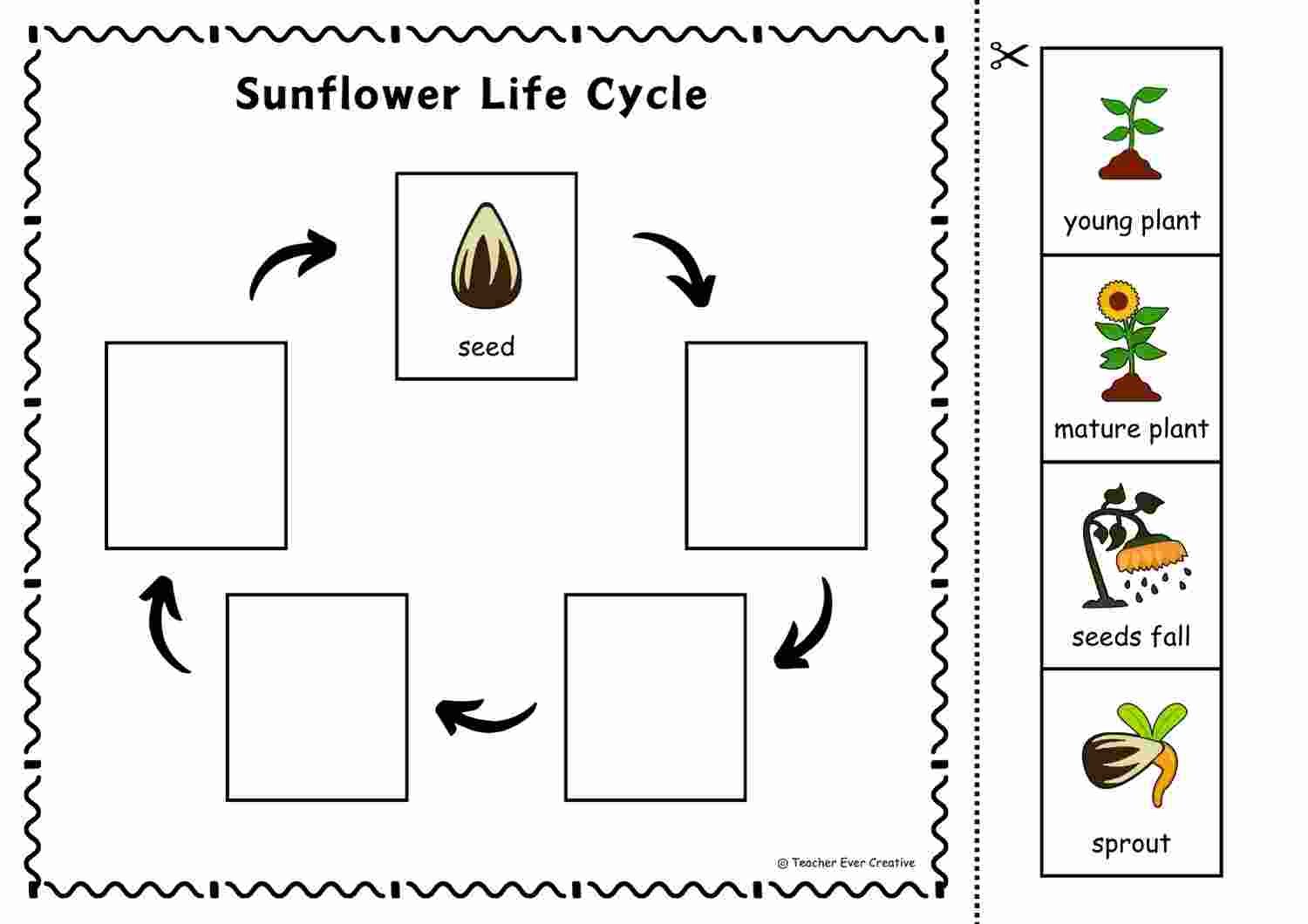 5 Plant Life Cycles Worksheets - Easy Cut and Paste ...