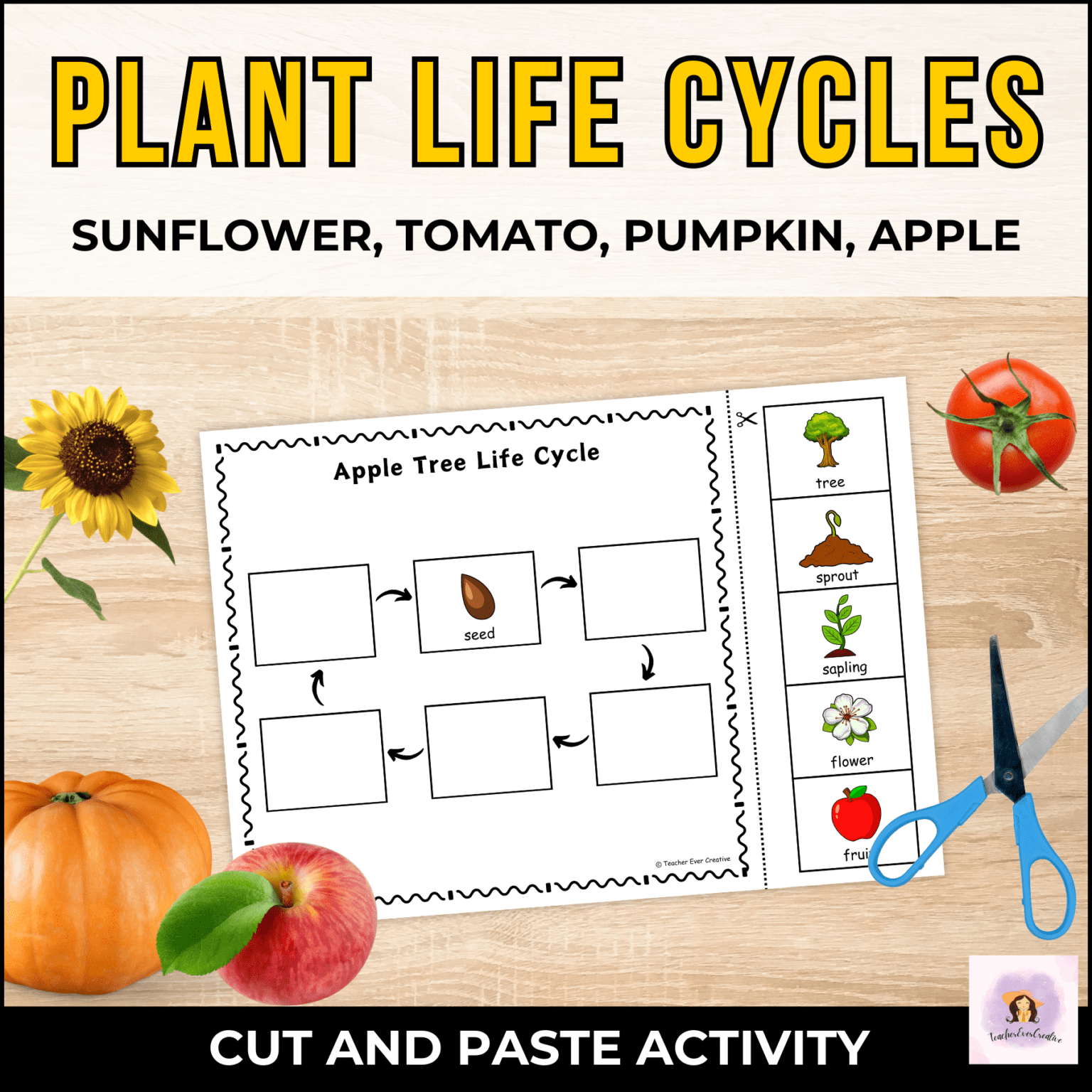 5 Plant Life Cycles Worksheets - Easy Cut and Paste ...