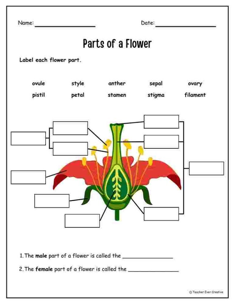 Parts of a Flower and Their Functions Worksheets for 4th, 5th, 6th ...