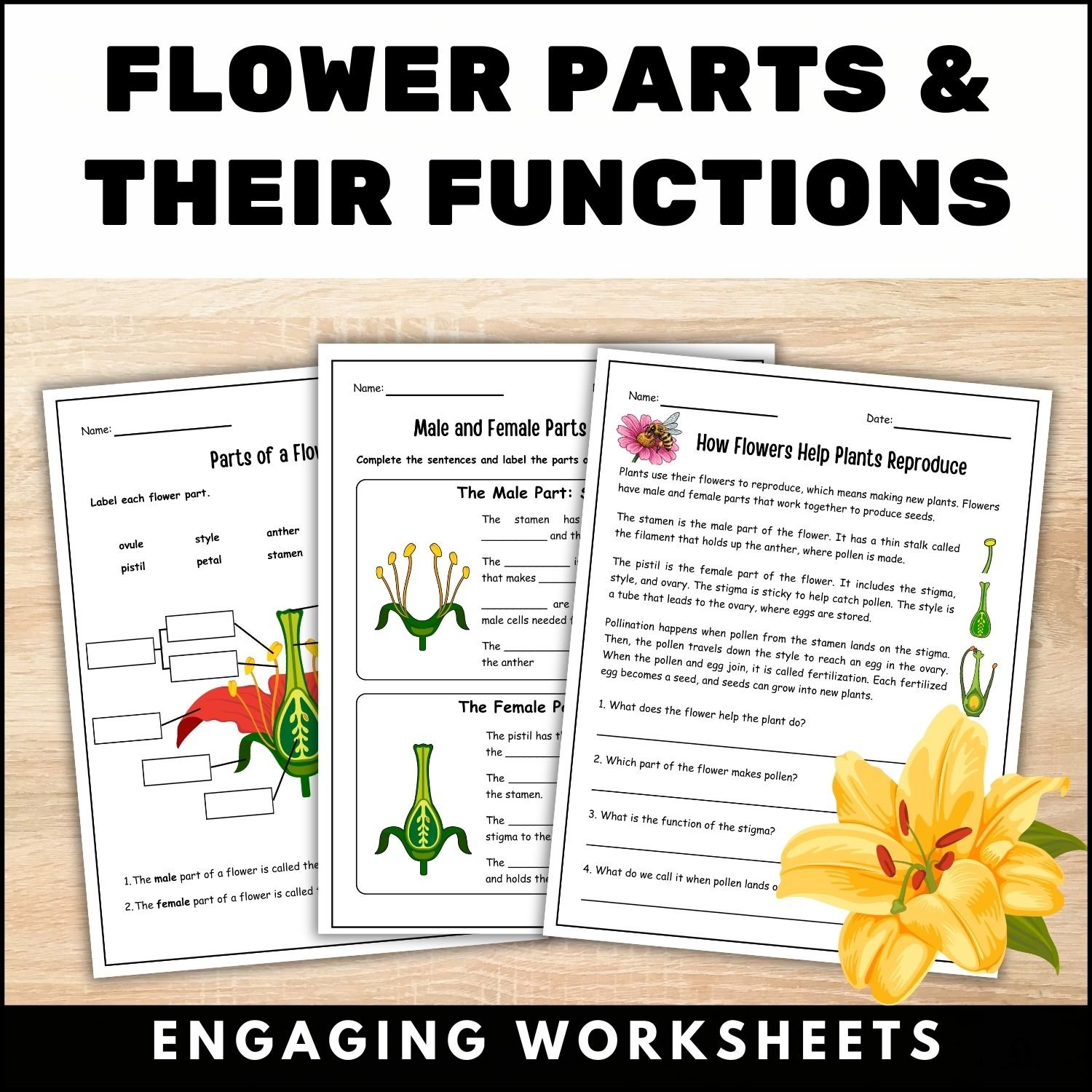Parts of a Flower and Their Functions Worksheets for 4th, 5th, 6th ...